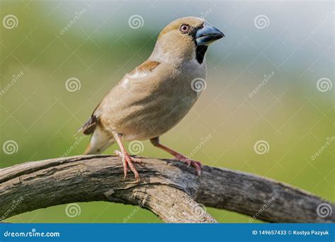 Bird With A Thick Beak Is Sitting On A Branch Stock Image Image Of