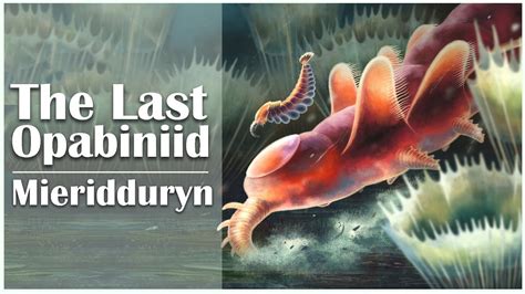 The Last Opabiniid Mieridduryn Youtube