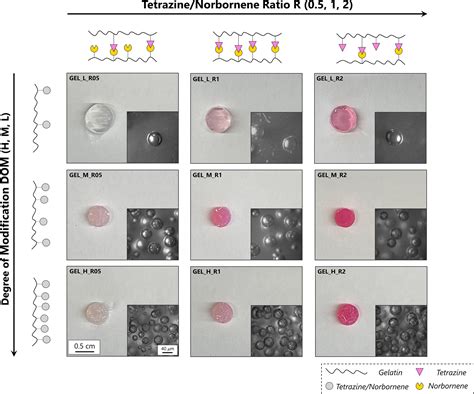 Tunable Cross Linking And Adhesion Of Gelatin Hydrogels Via Bioorthogonal Click Chemistry Acs