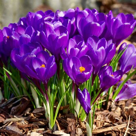 Crocus Flower Record Beechmount Garden Centre