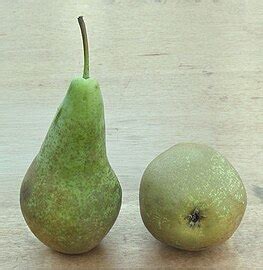 List Of Pear Cultivars Wikipedia