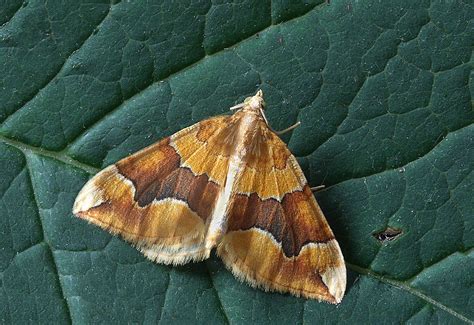 11 Common Nocturnal Bugs Found In Pennsylvania The Pest Rangers