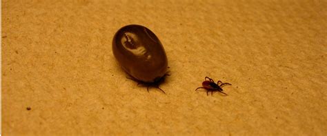 Soft Tick Identification Theperfectmens