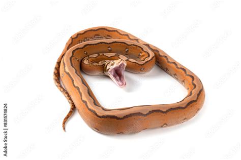 Orange Glow Motley Reticulated Python Malayopython Reticulatus The Species Is A Morph Python