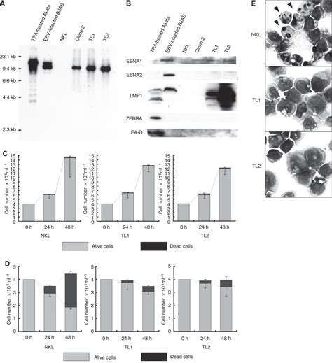 A Nkl And Bjab Were Infected With Akata Derived Ebv Southern Blot Download Scientific Diagram