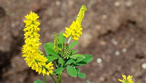 How To Sow Yellow Honey Clover Seeds Welldales