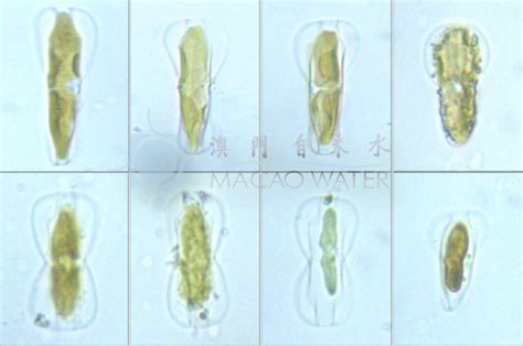 Amphiprora 澳門淡水藻類