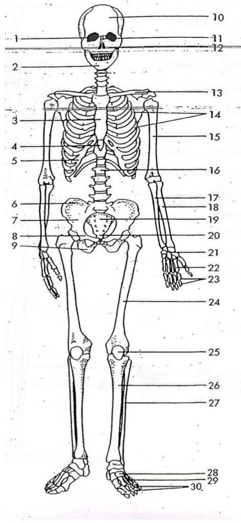 Honors Anatomy Skeletal System Bone Diagram Anterior Diagram Quizlet