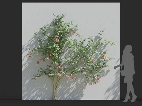 High Quality 3d Models Campsis Grandiflora Free 3d Model Cgtrader