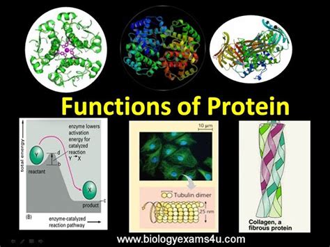 Examples Of Proteins Biology