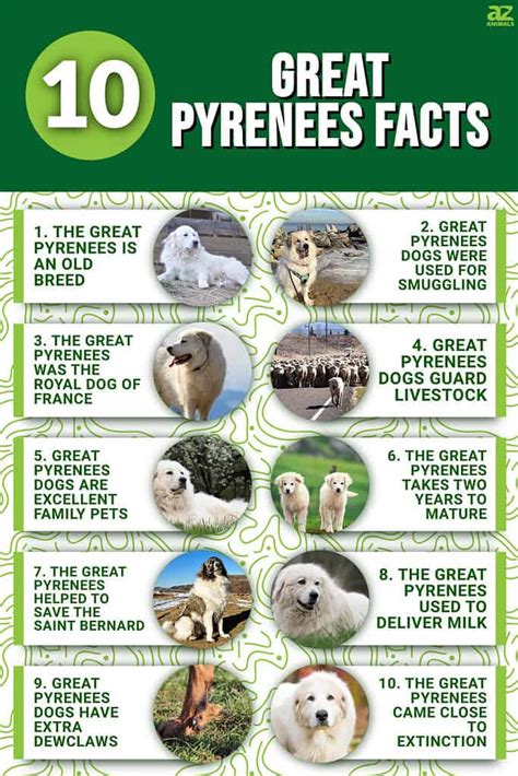 Top 10 Facts About Great Pyrenees At Lucy Pie Blog