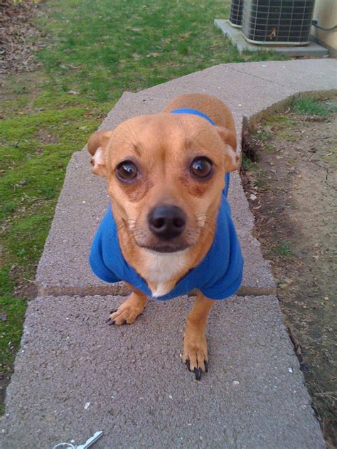 Chiweenie Look At Big Eyes Chiweenie Big Eyes Animals