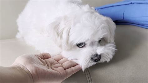 정말 순한 말티즈에게 계속 손 달라고 요구 했더니 Youtube