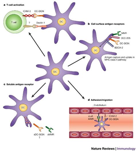 Functional Similarities Between C Type Lectins And Lectin Like Download Scientific Diagram