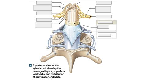 Schwarzlose LAB QUIZ SPINAL CORD Diagram Quizlet