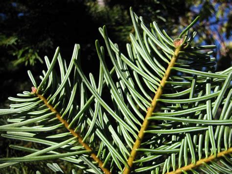The Major North American Conifers With Descriptions