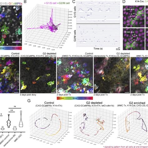 The Epidermal Stem Cell Layer Cohesively Carries Out Coordinated Ca 2