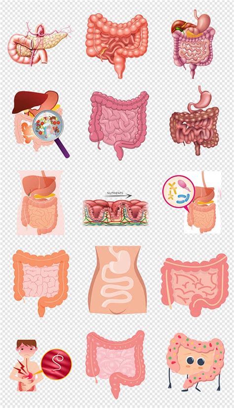 卡通手绘人体器官消化系统大肠胃肠道png 花瓣网