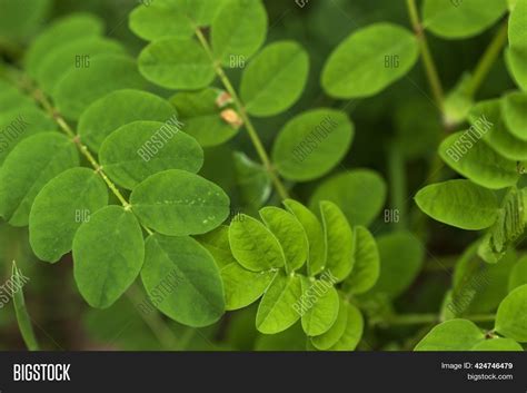 Astragalus Growing Image And Photo Free Trial Bigstock
