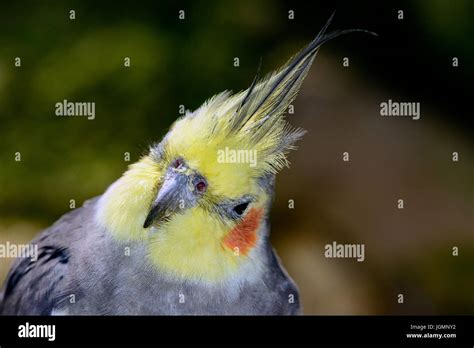 Normal Grey Cockatiel Wild Type Cockatielwild Cockatiel Or Grey