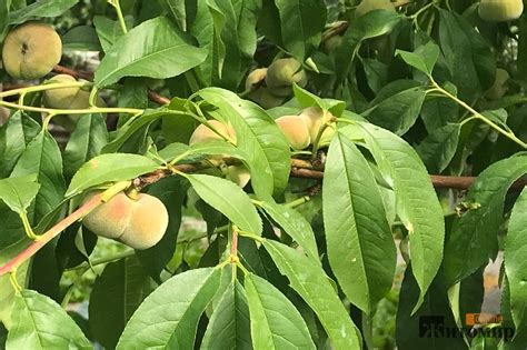 Житомирянин виростив інжирний персик що пережив весняні заморозки Читайте на Ukr Net