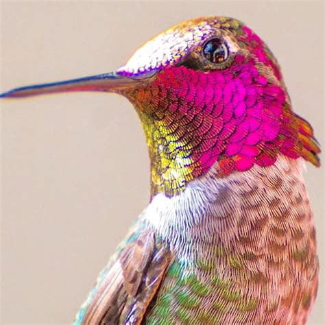 Nature Photographer Captures The Beauty Of Hummingbirds In Her Backyard