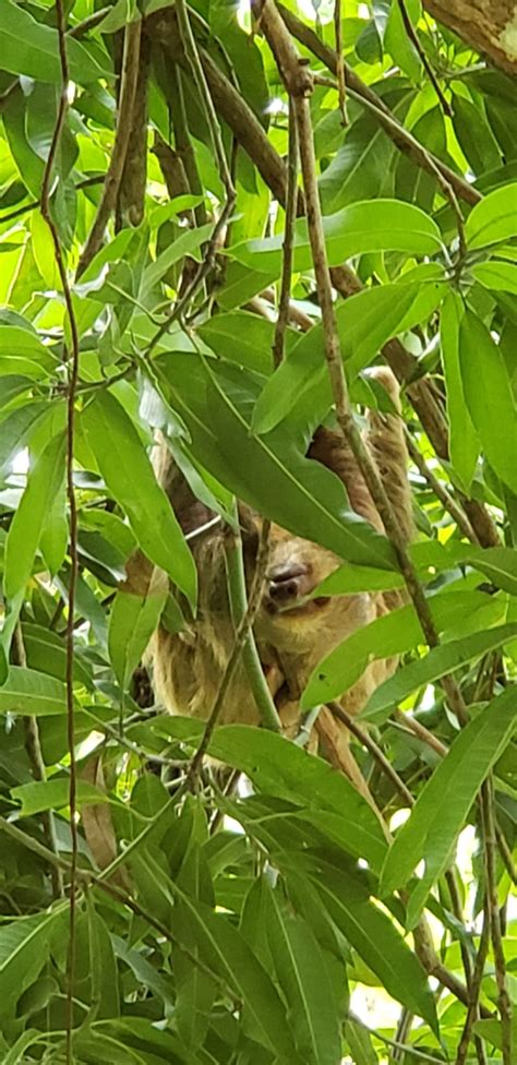 28 Best Uprincesssloth Images On Pholder Sloths Tacobell And Pics