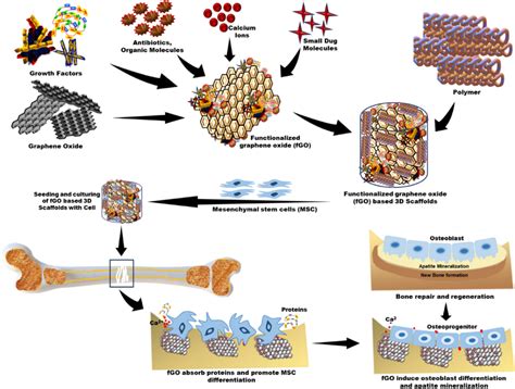 Schematic Diagram Of The Application Of Fgo As Scaffold Composites In