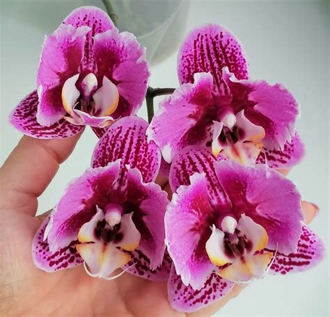 Phal. Miki Opera (peloric - 2 eyes) 2.5''