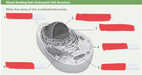 Biology Chapter 8 Flashcards Quizlet