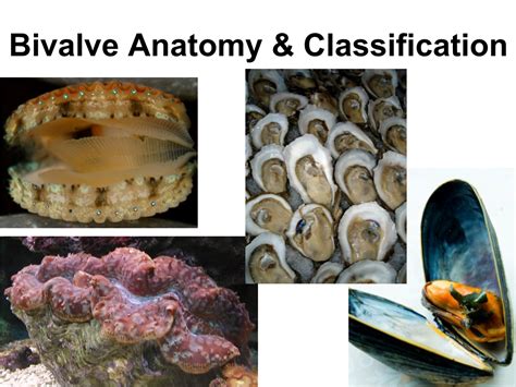 Bivalve Anatomy And Classification Docslib Bivalve Anatomy And Classification Docslib