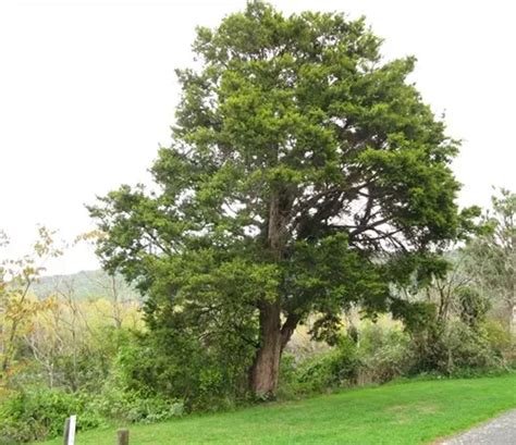 Totara Tree