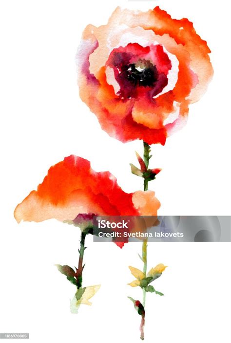 양귀비 꽃입니다 정원 식물 개화 빨간 꽃 봉오리 수채화 일러스트레이션입니다 꽃다발 0명에 대한 스톡 벡터 아트 및 기타 이미지 0명 경관 꽃 나무 Istock