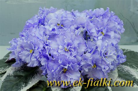 Каталог селекция фиалок. ЕК-Фиалки - фиалки-сенполии.рф, каталог фиалок ...