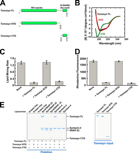 Tomosyn Uses Its Ctd To Arrest Membrane Fusion Whereas Its Ntd Is Download Scientific Diagram