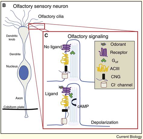 Flagella And Cilia Definition Structure And Functions Rs Science