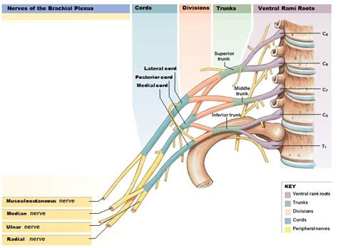 Nerve Plexuses And Peripheral Nerves Plexus Products Peripheral Nerve Median Nerve