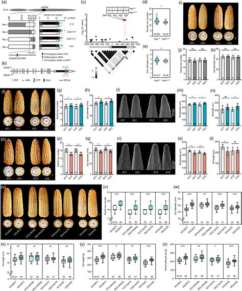Overexpression Of Zmkrn8 Elite Allele Enhances Kernel Row Number And Kernel Yield In Maize Sun