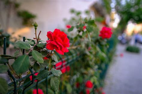Climbing Rose Varieties That Grow Fast
