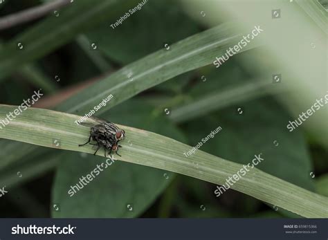 Flies Have Sex Stock Photo Shutterstock