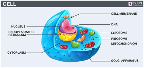 Cell Theory