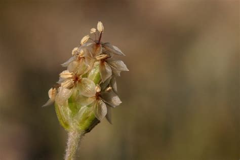 SEINet Portal Network - Plantago ovata