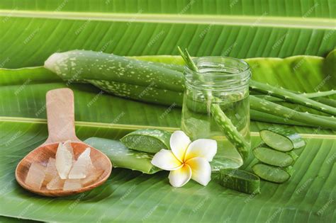 Premium Photo Aloe Vera Very Useful Herbal Medicine For Skin Treatment