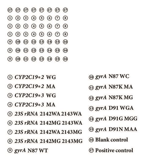 A Schematic Diagram Of The Principle Of Microarray Visualization