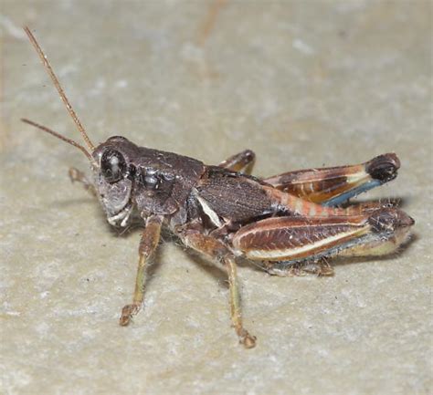 Grasshopper Melanoplus Chiricahuae Bugguidenet