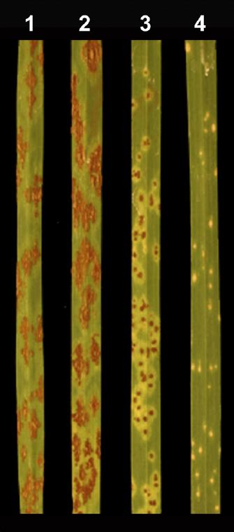 Stem Rust ITs Observed In Rusty And Three BC F Download Scientific Diagram