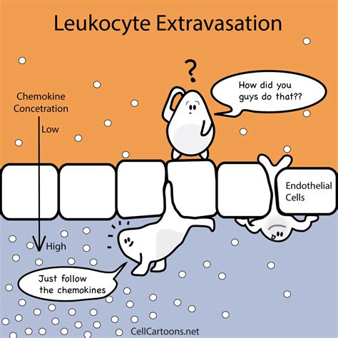 Leukocyte Definition And Examples Biology Online Dictionary