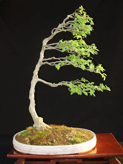 • View Topic Broadleaf Category Entries Bonsai Tree