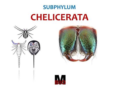 Subphylum Chelicerata Examples
