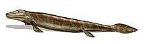 Kenichthys Wikipedia